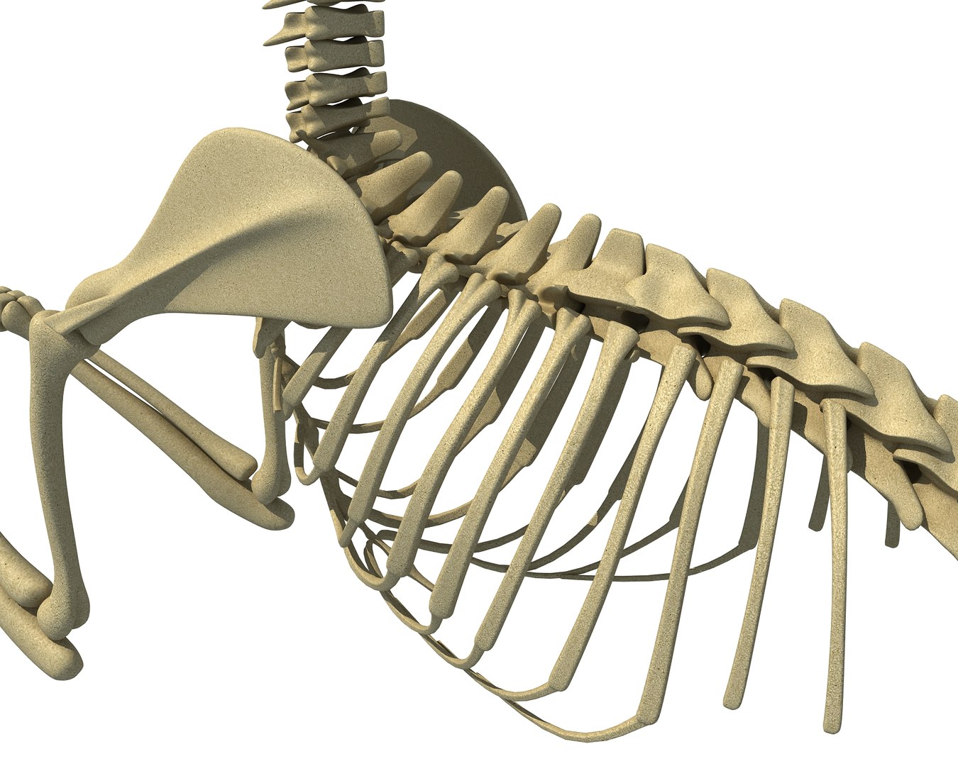 Max Squirrel Skeleton