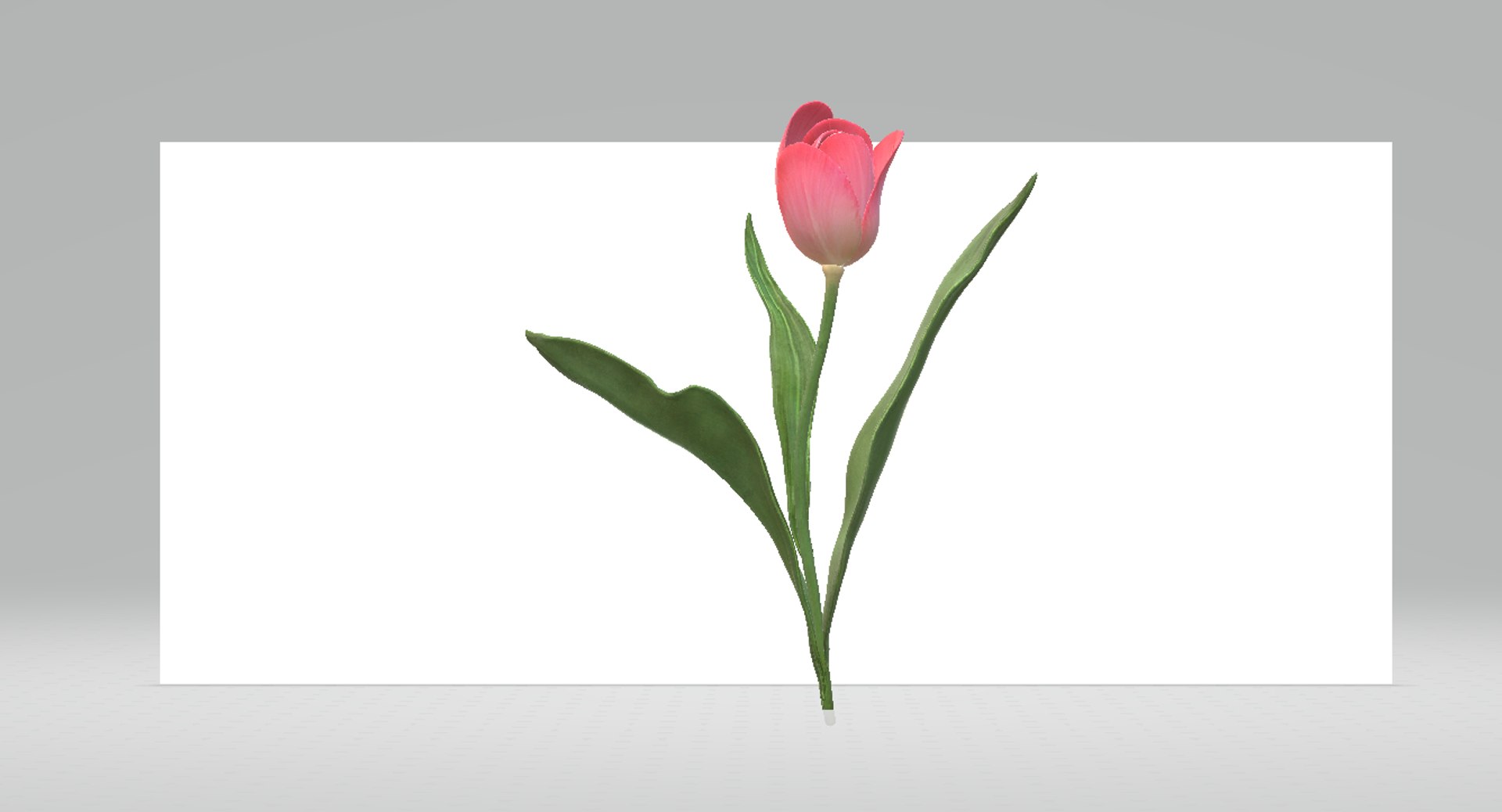 3D tulip - TurboSquid 1242553