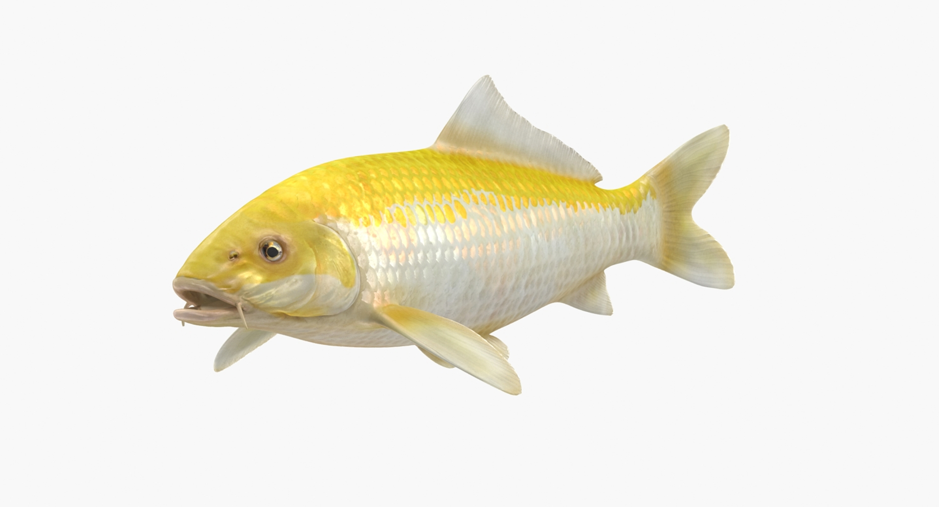 3D Model Yellow Koi Ogon Fish | 1144514 | TurboSquid