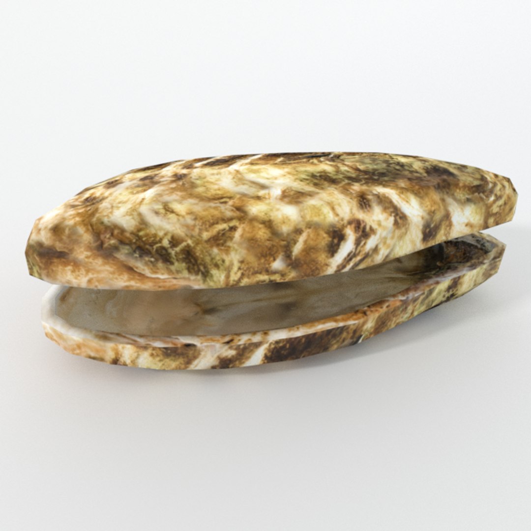 Oyster 3D Model - TurboSquid 1316798
