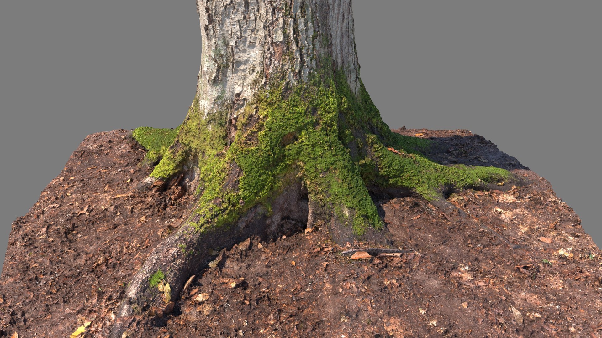 Scanned Forest Tree Trunk 04 3D - TurboSquid 2155931