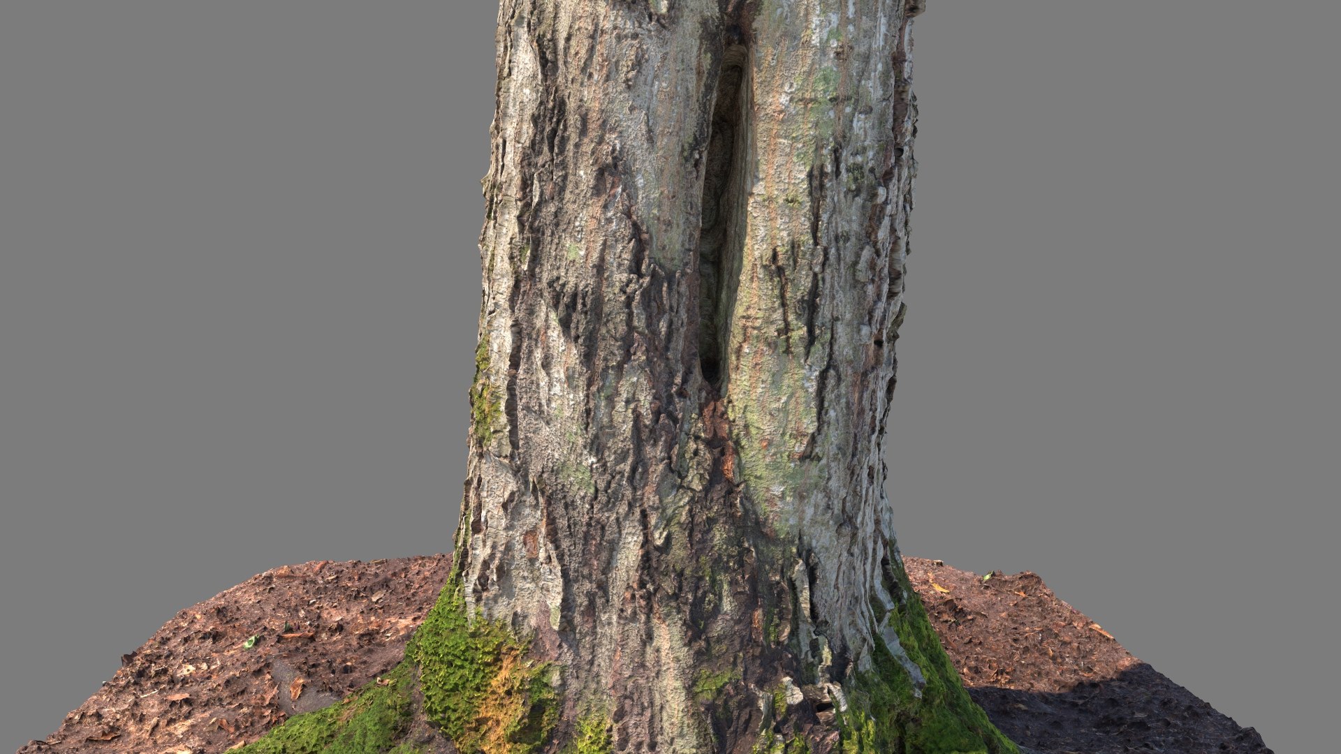 Scanned Forest Tree Trunk 04 3D - TurboSquid 2155931