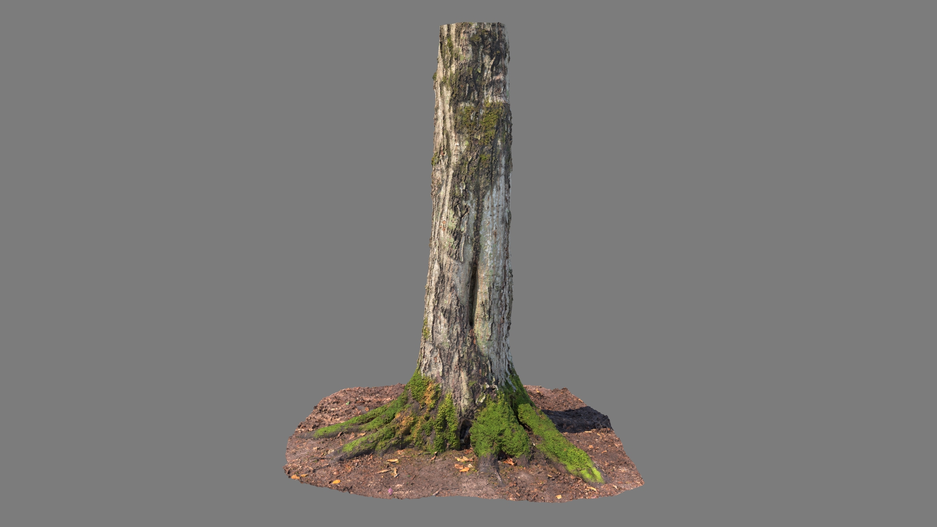 Scanned Forest Tree Trunk 04 3D - TurboSquid 2155931