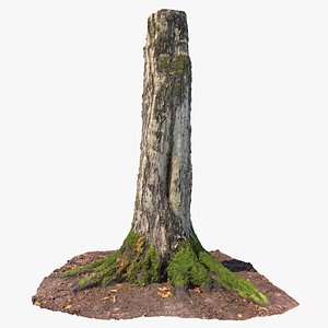 Free Tree Trunk 3D Models for Download | TurboSquid