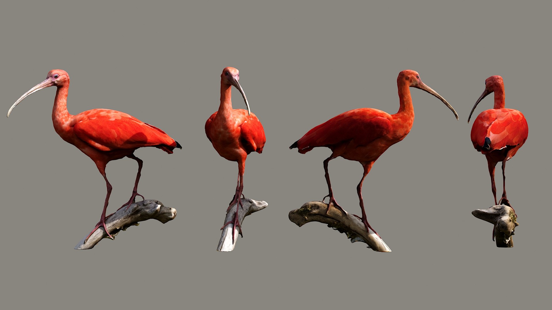 Photogrammetry Scarlett Ibis 3D Model - TurboSquid 1346932