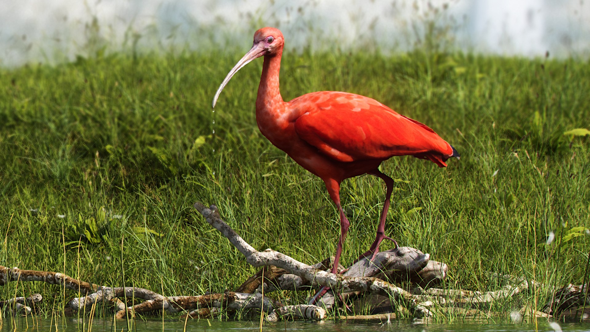Photogrammetry Scarlett Ibis 3D Model - TurboSquid 1346932