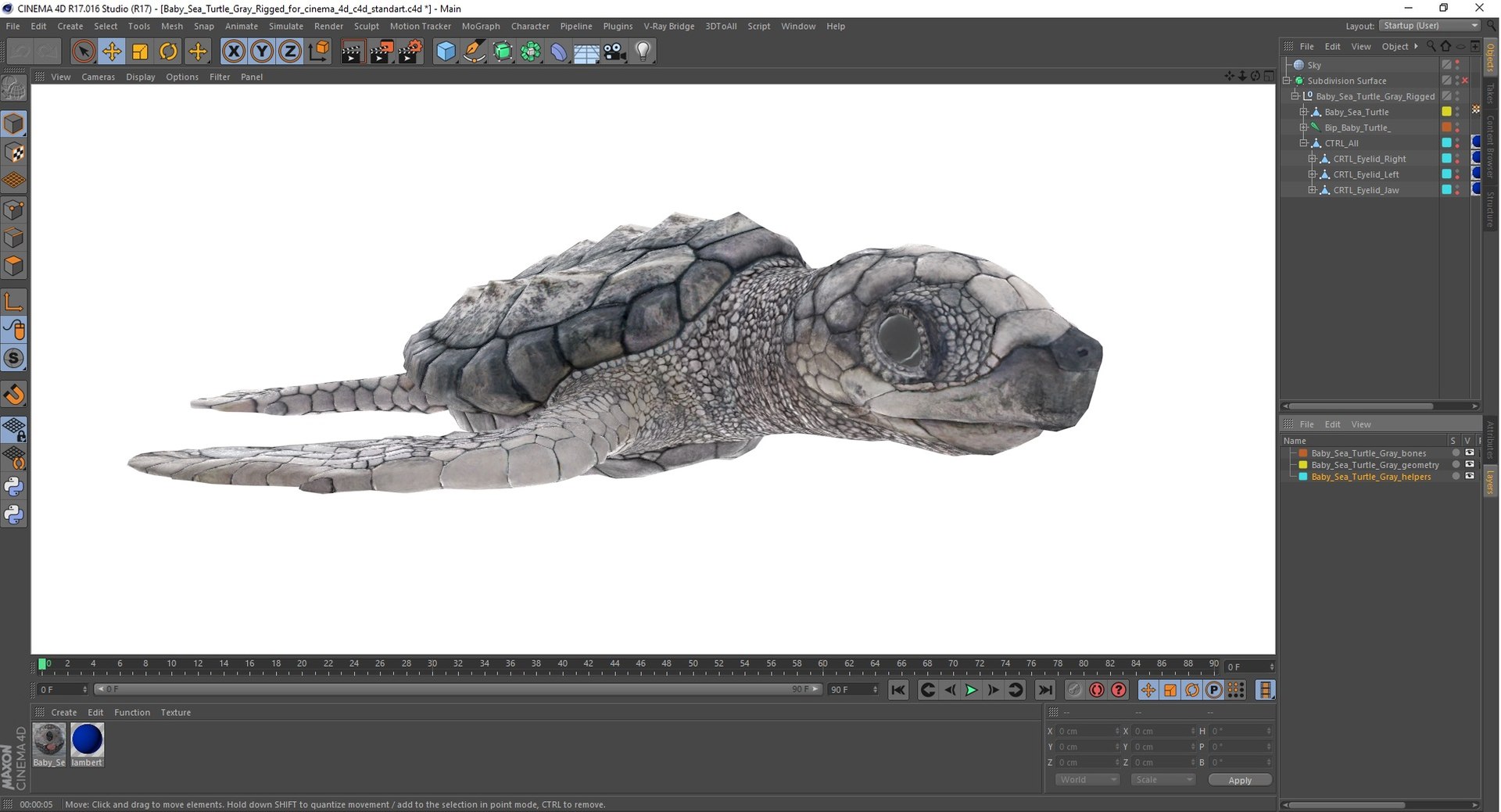 3D Baby Sea Turtle Gray Rigged For Cinema 4D - TurboSquid 2204044