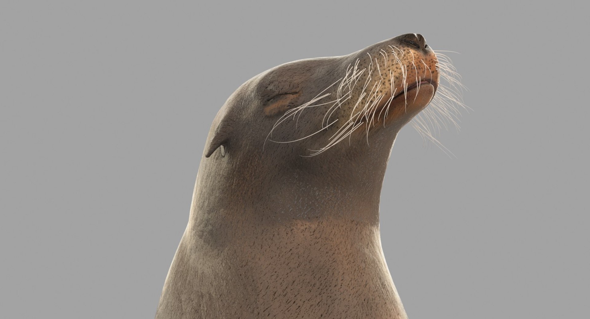 California Sea Lion Rigged Max