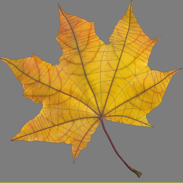 3d model realistic autumn leaves leaf