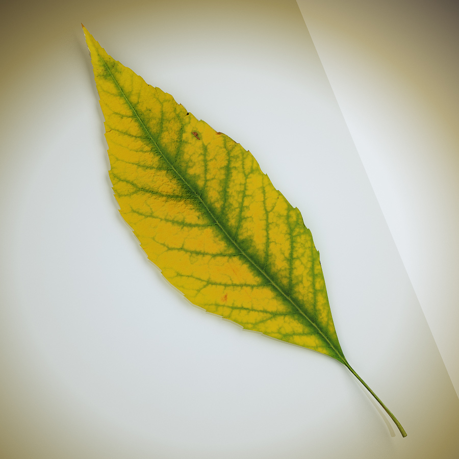 3d model realistic autumn leaves leaf