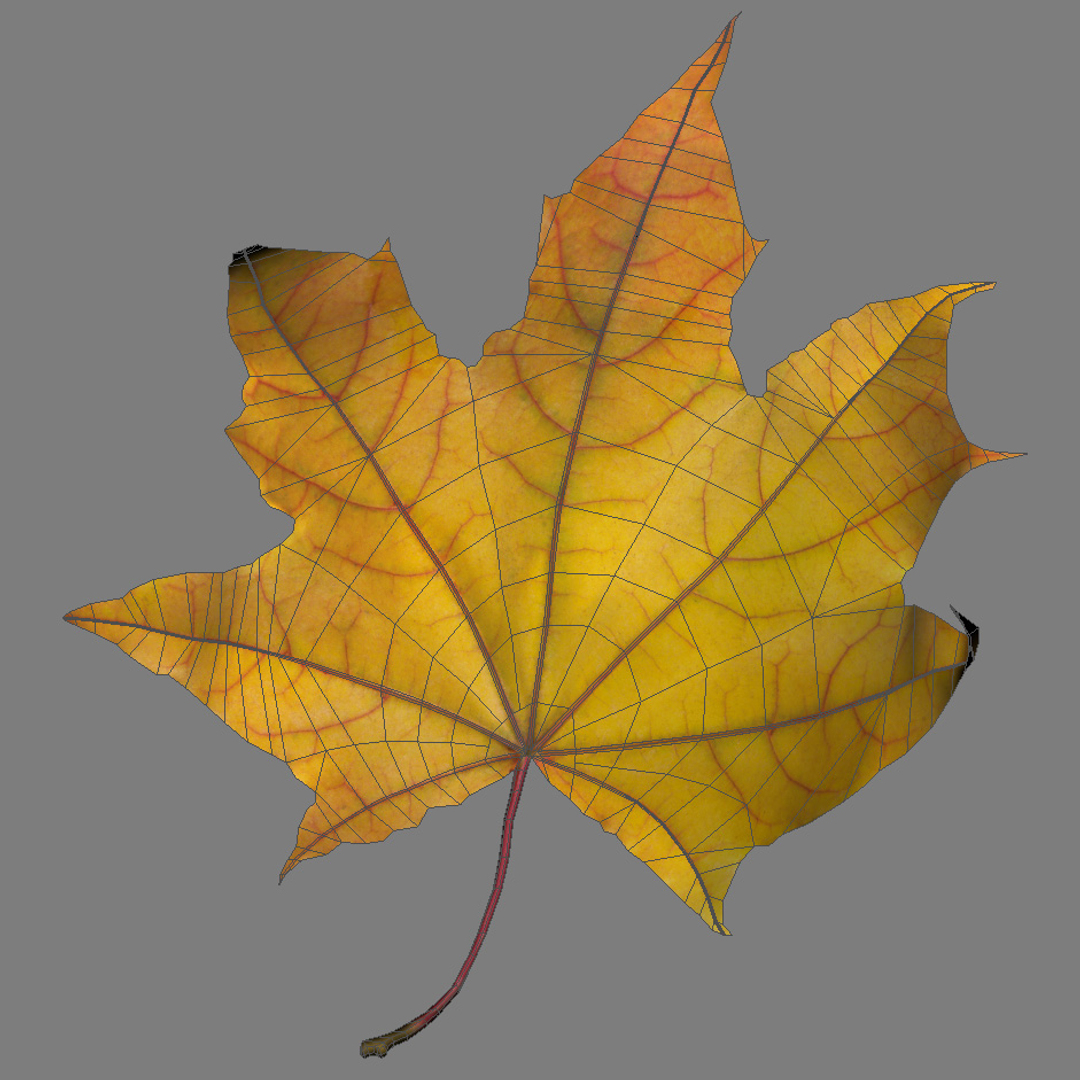 3d model realistic autumn leaves leaf