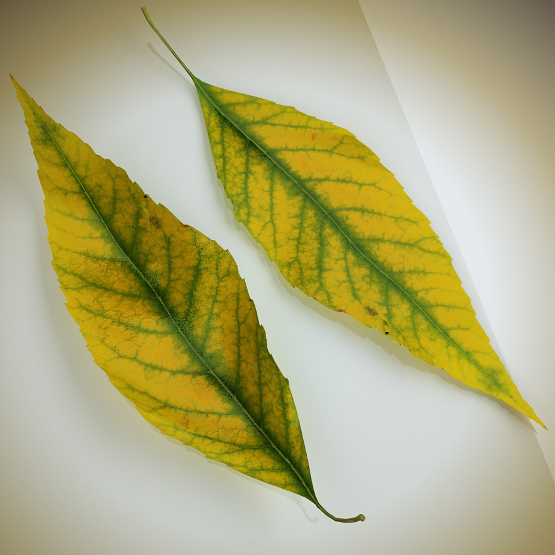 3d model realistic autumn leaves leaf