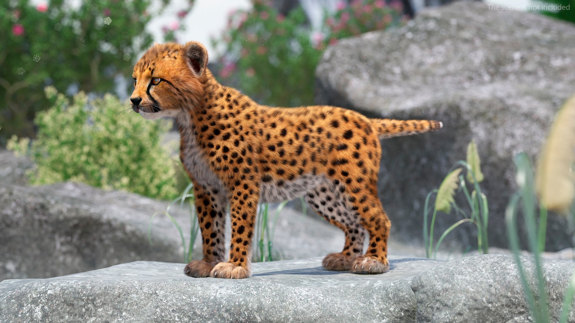 Cheetah Cub Fur For Cinema 4D 3D Model - TurboSquid 2396074