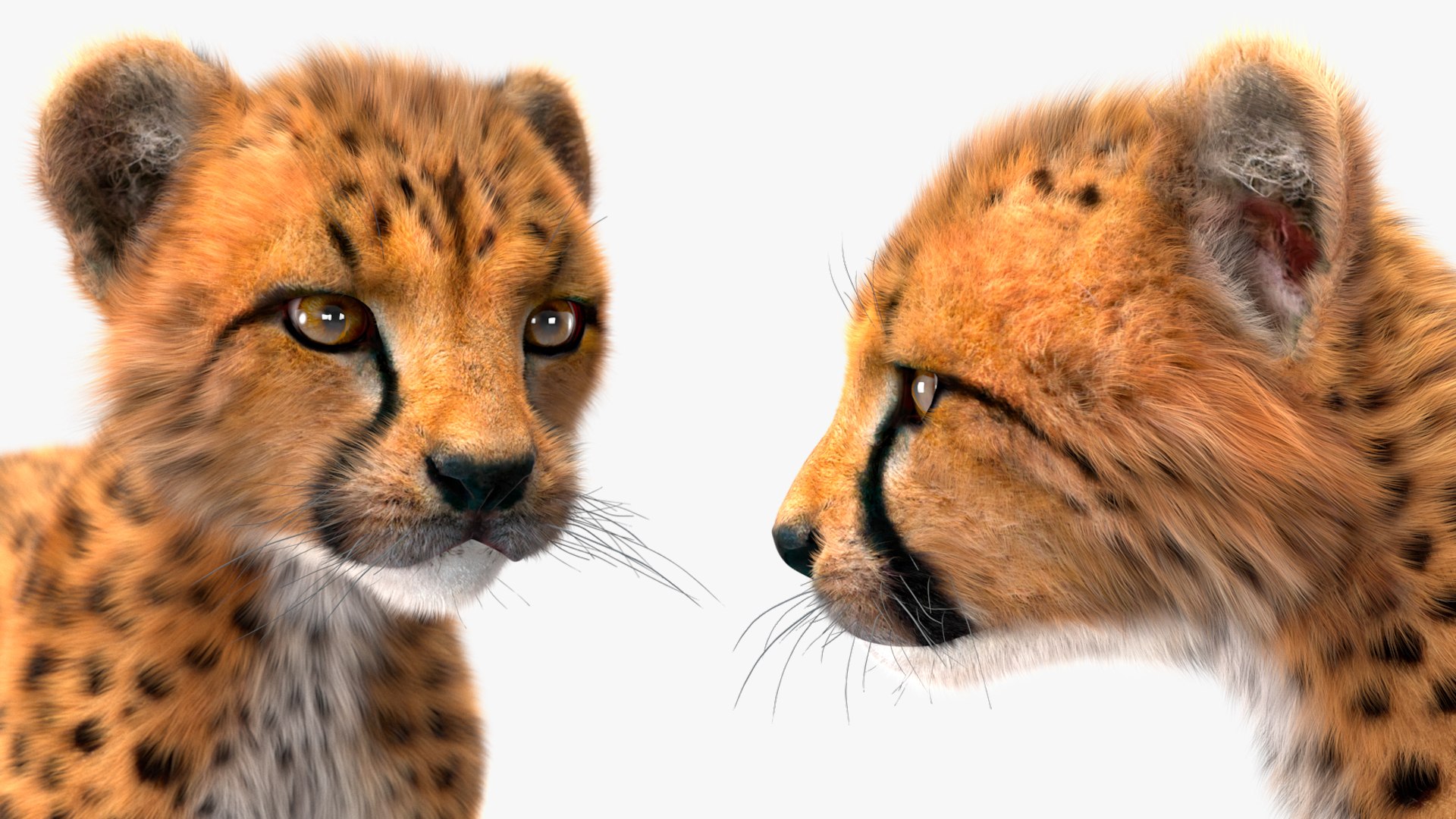 Cheetah Cub Fur For Cinema 4D 3D Model - TurboSquid 2396074