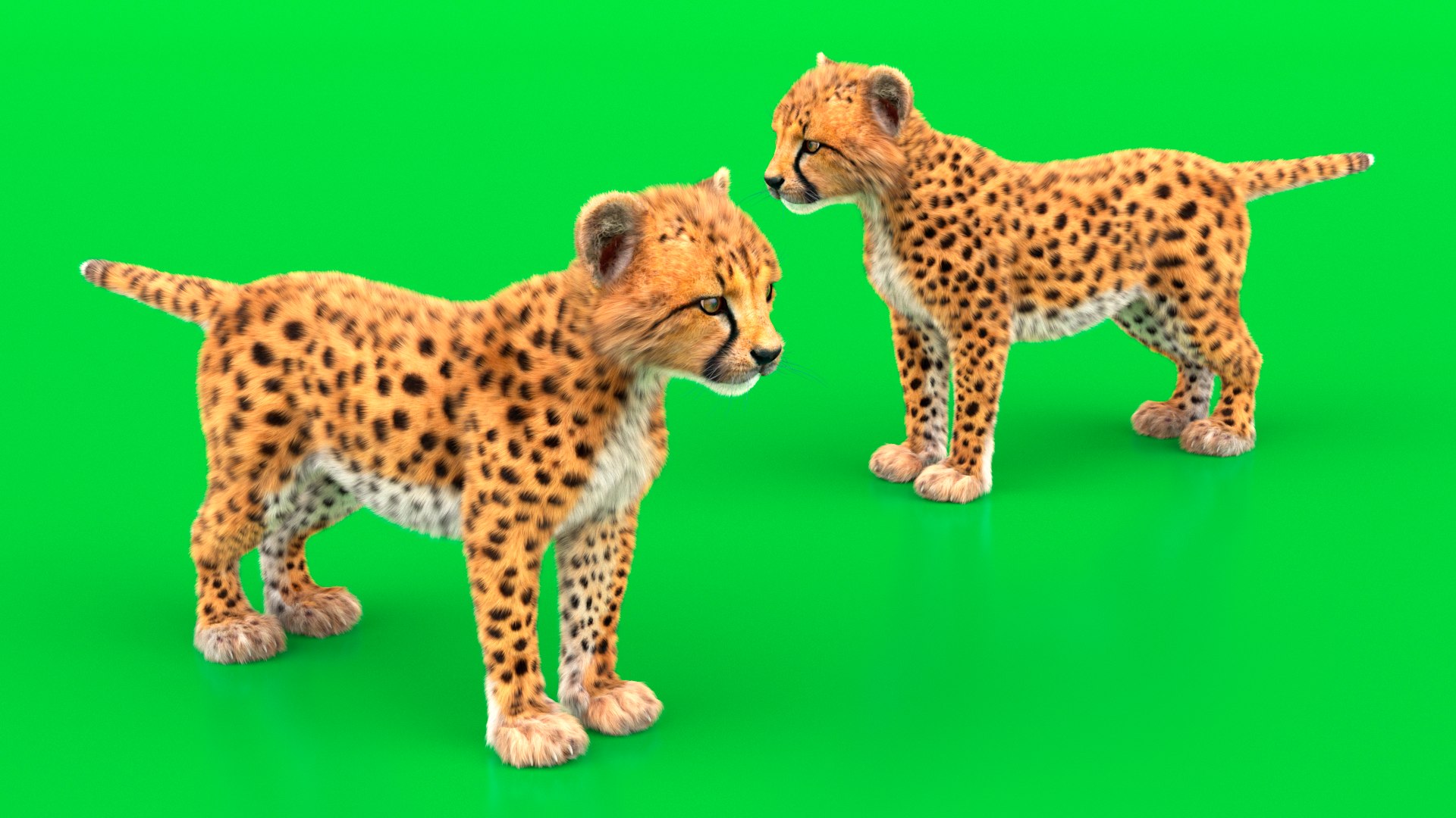 Cheetah Cub Fur For Cinema 4D 3D Model - TurboSquid 2396074