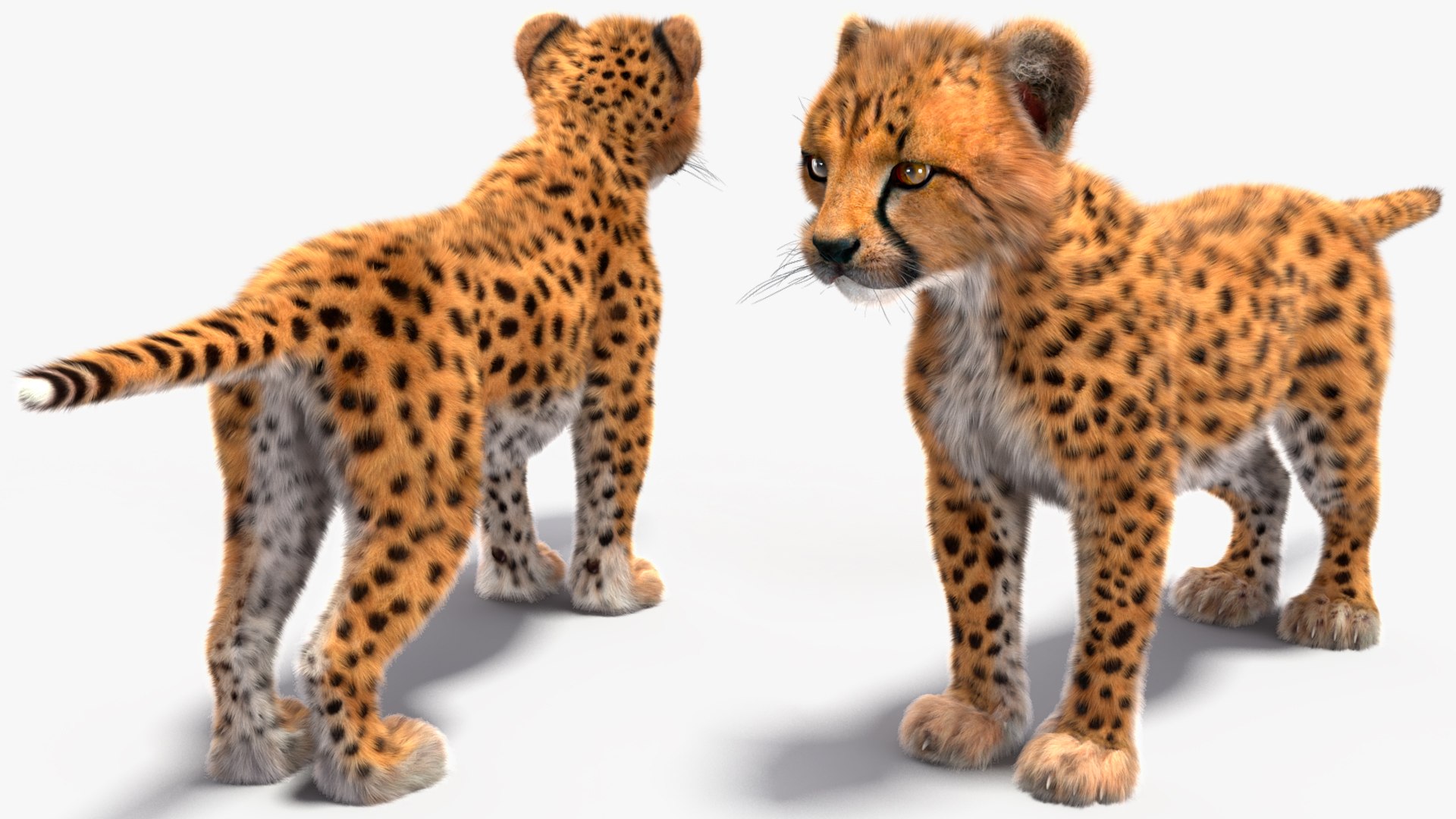 Cheetah Cub Fur For Cinema 4D 3D Model - TurboSquid 2396074