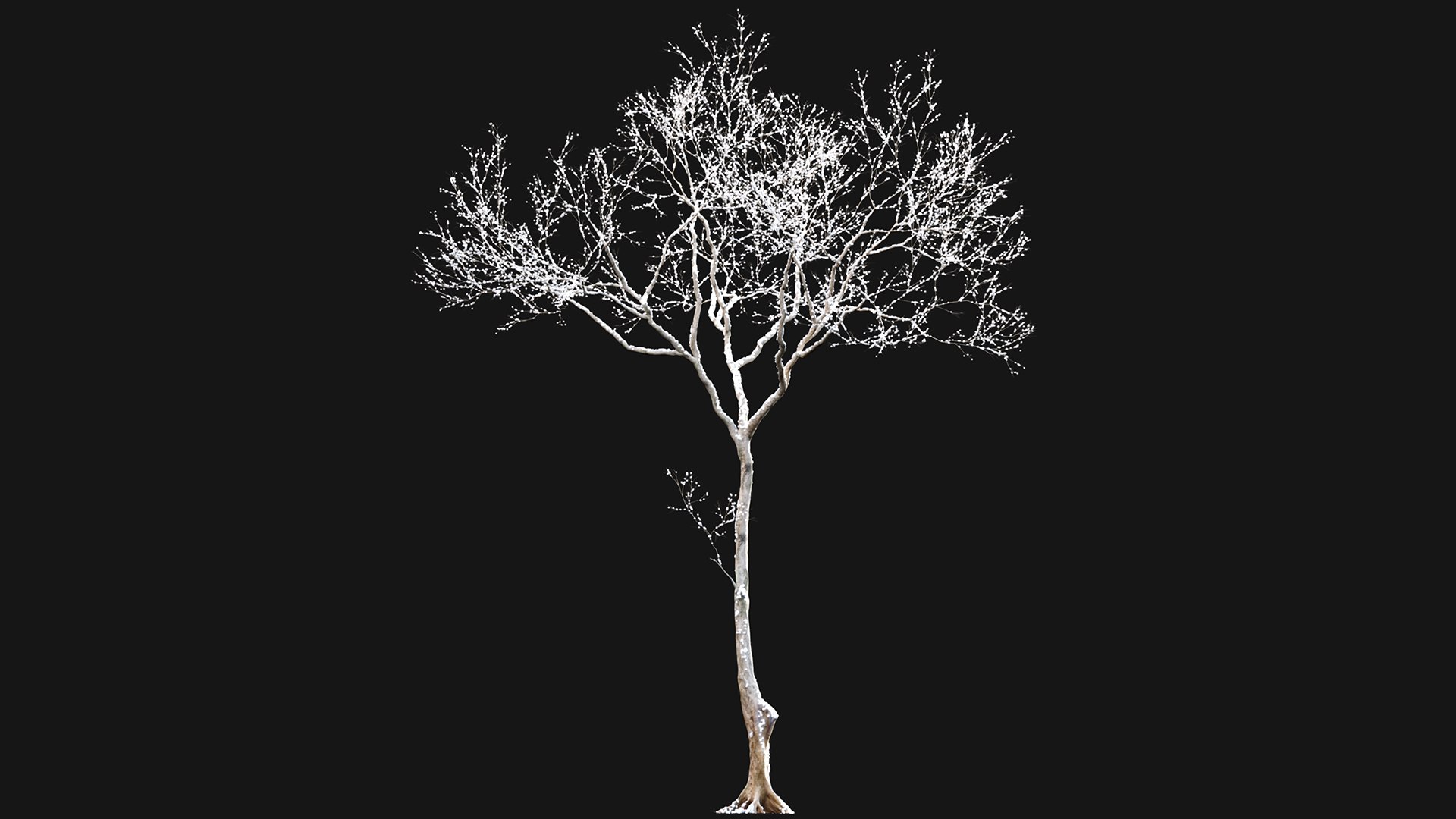 Dolonix Regia - Royal Poinciana - Winter Model - TurboSquid 1808256