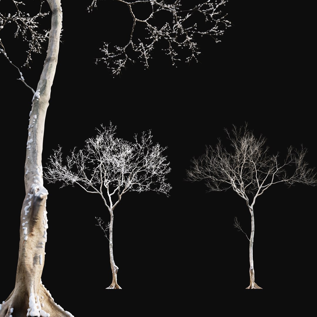 Dolonix Regia - Royal Poinciana - Winter Model - TurboSquid 1808256