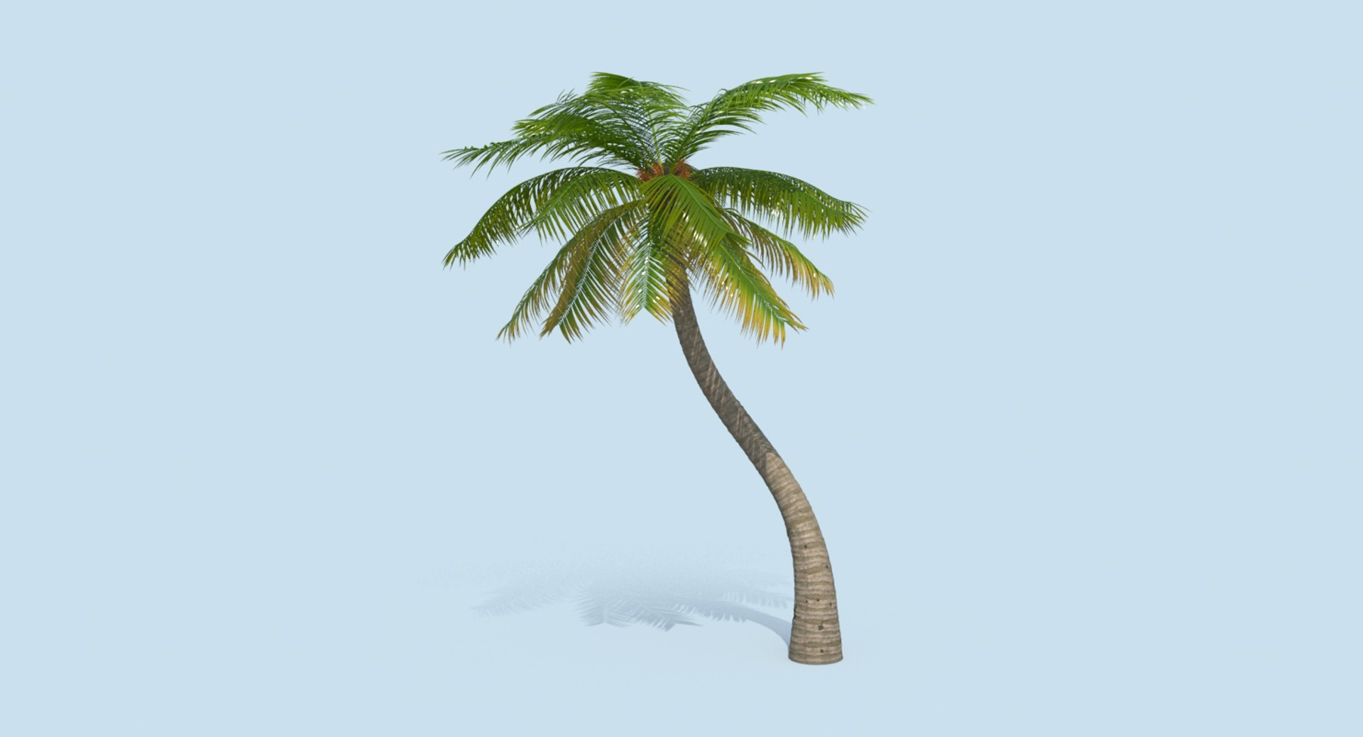 3d model palm tree