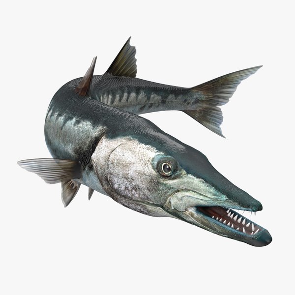 barracuda fish 3d model