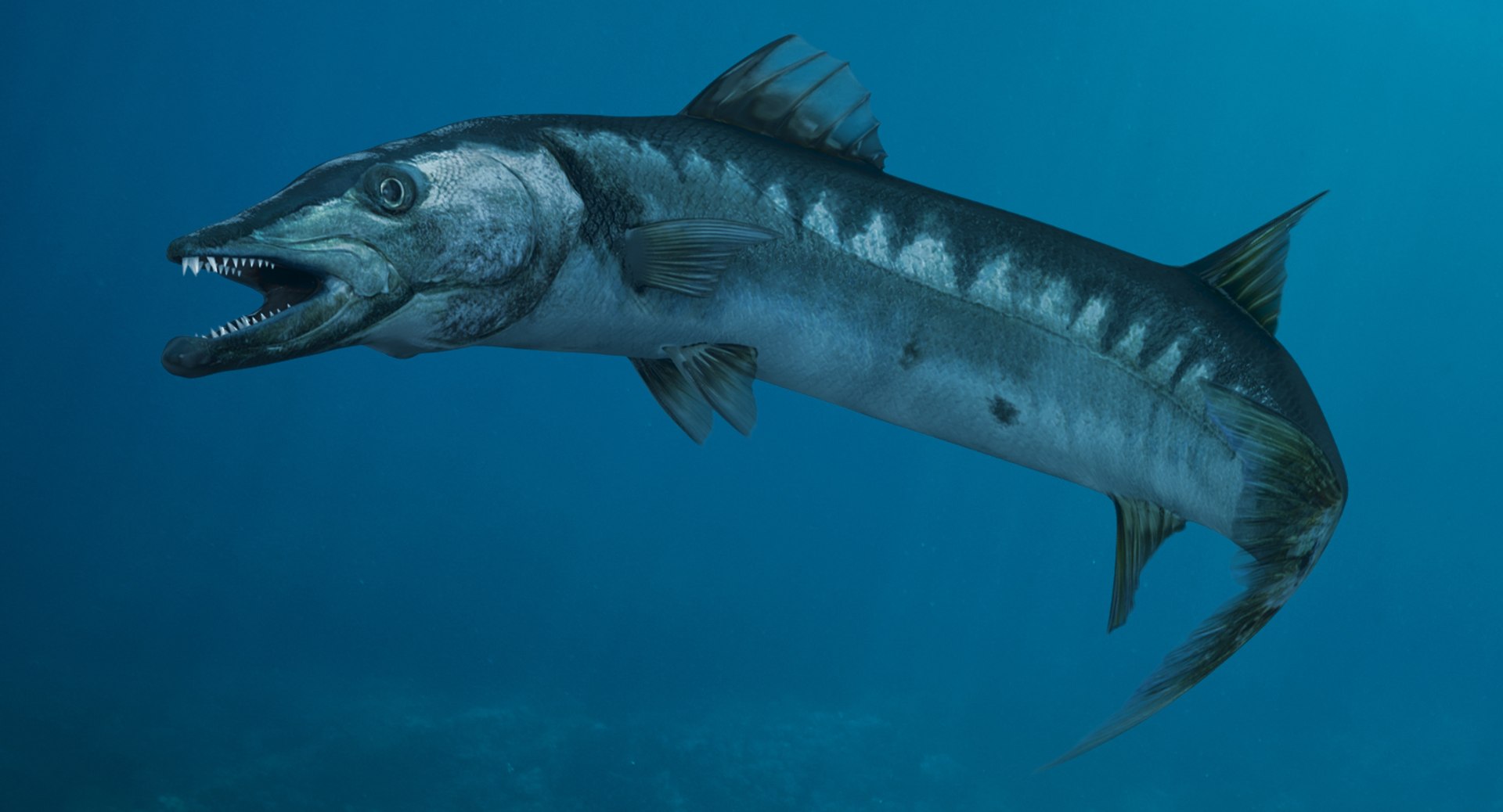 Barracuda Fish Rigged 3d Model