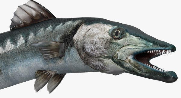 barracuda fish rigged 3d model