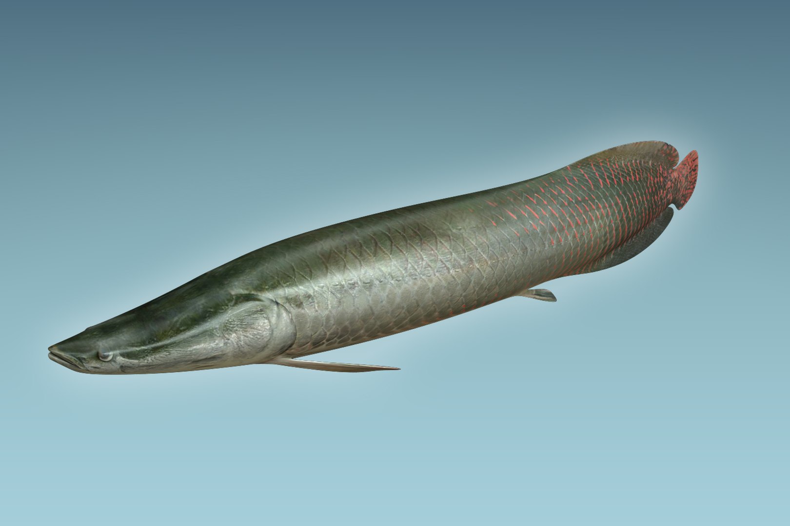 Arapaima Fish 3D - TurboSquid 1200889