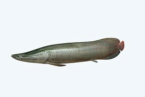 Arapaima Fish Maya Models for Download | TurboSquid