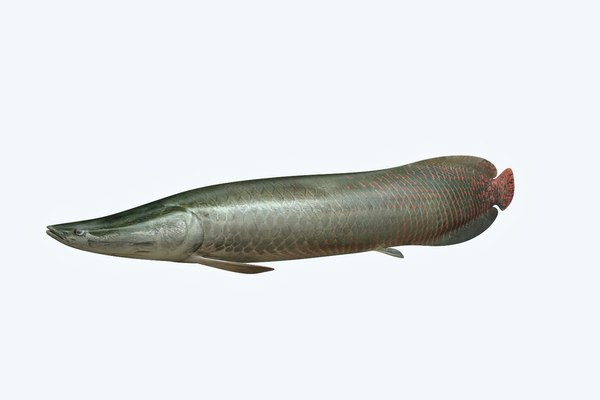 modelo 3d Ballyhoo Fish - TurboSquid 1202948