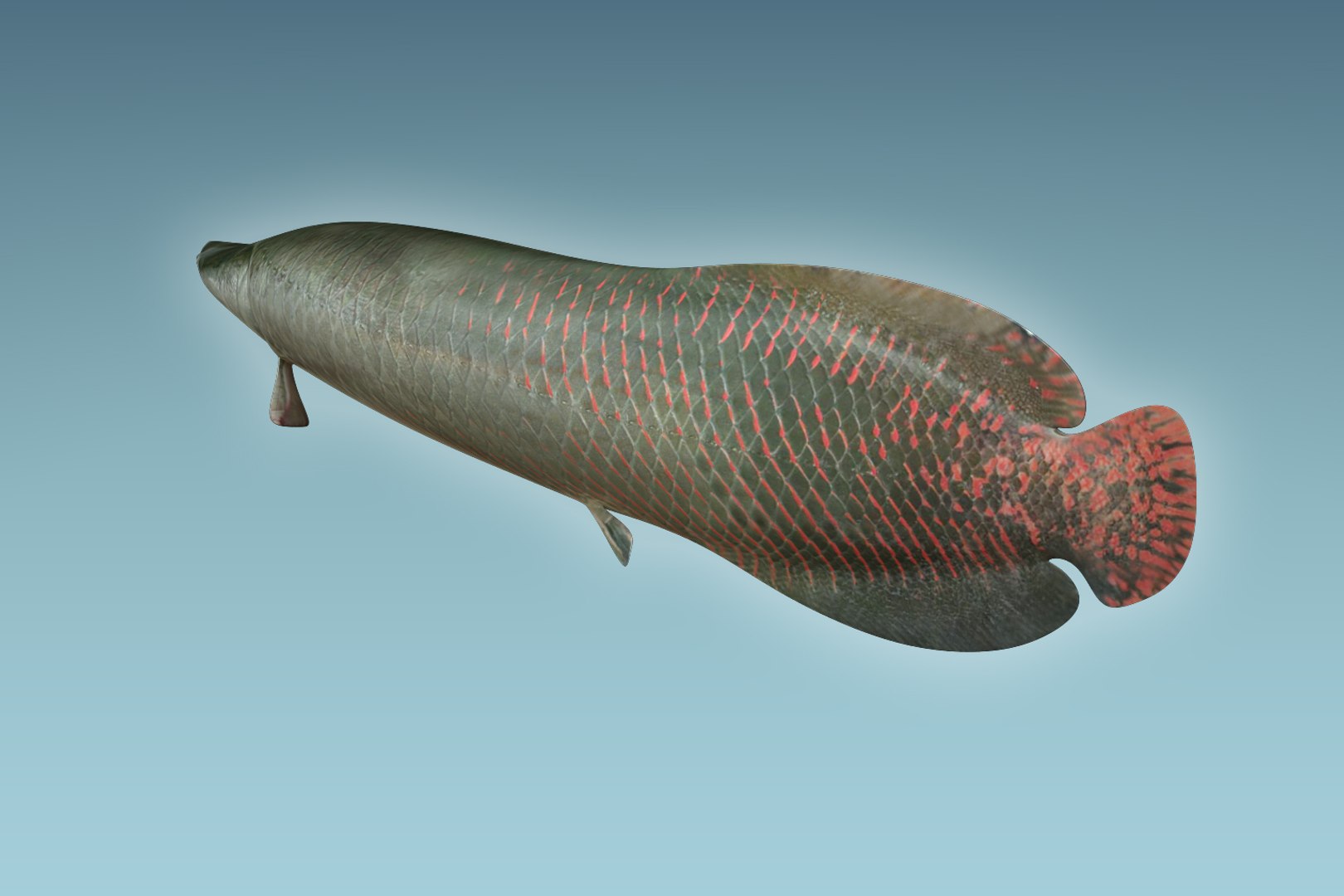 Arapaima Fish 3D - TurboSquid 1200889