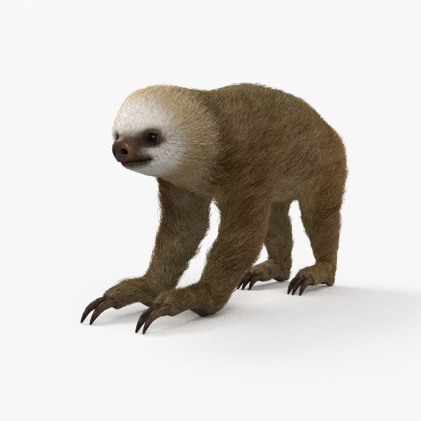 Sloth 3D Models for Download | TurboSquid