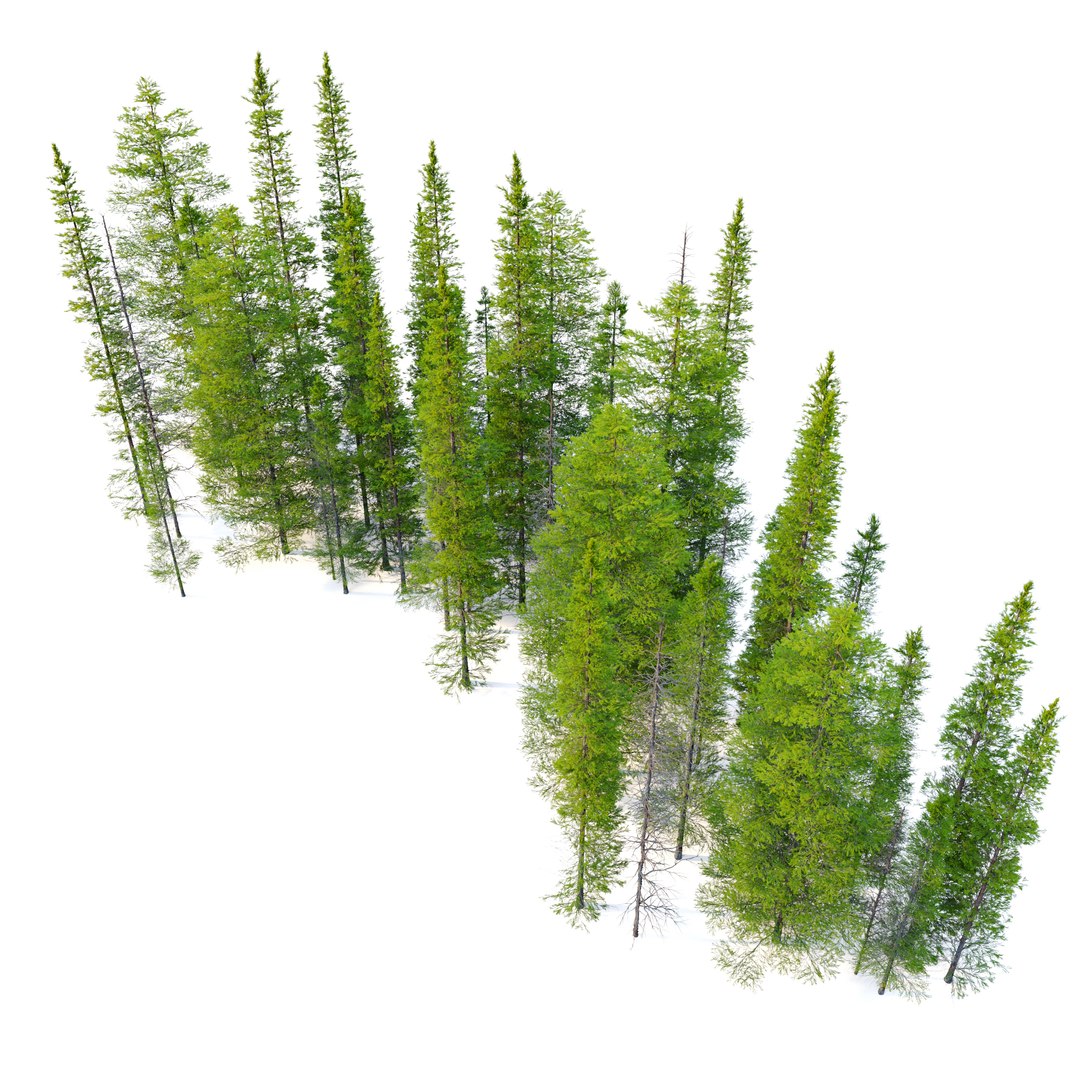 Fir Tree 05 3D Model - TurboSquid 1958788