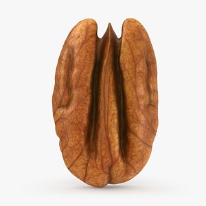 Pecan glTF Models for Download | TurboSquid