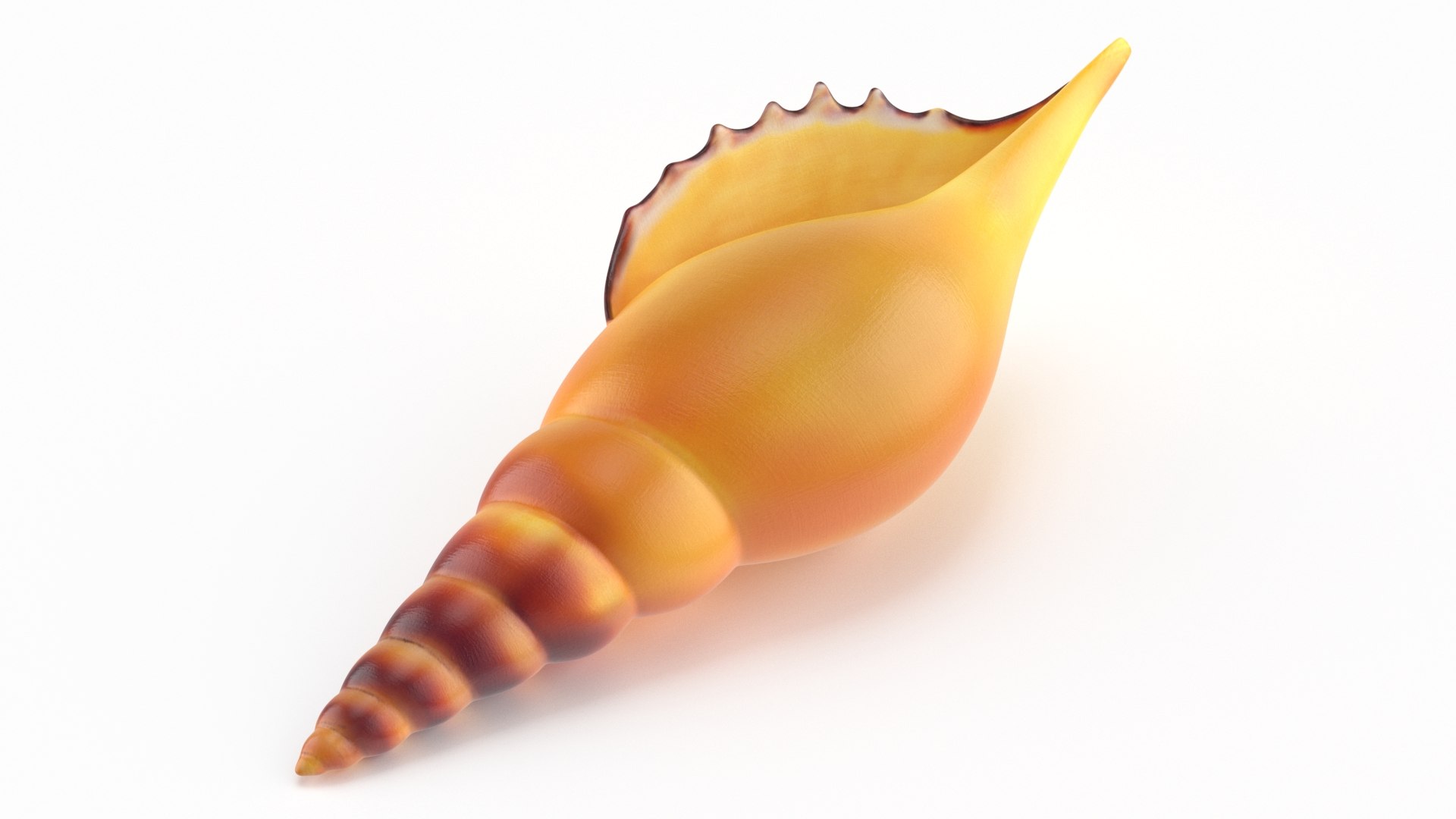 3D Realistic Sea Shell Model - TurboSquid 2329728