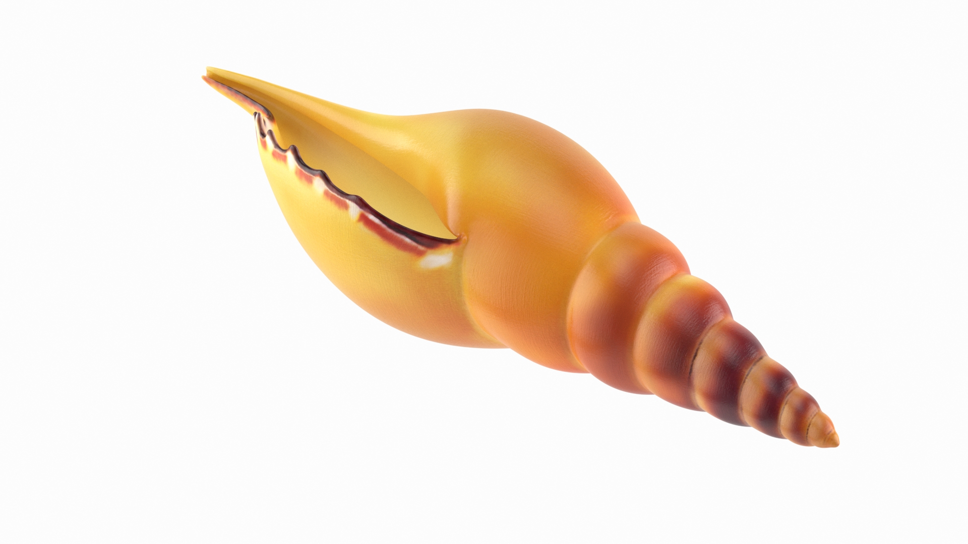 3D Realistic Sea Shell Model - TurboSquid 2329728