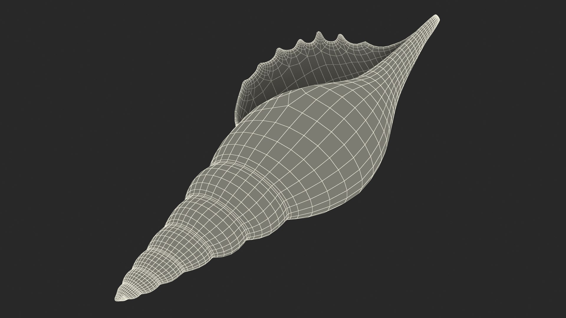 3D Realistic Sea Shell Model - TurboSquid 2329728