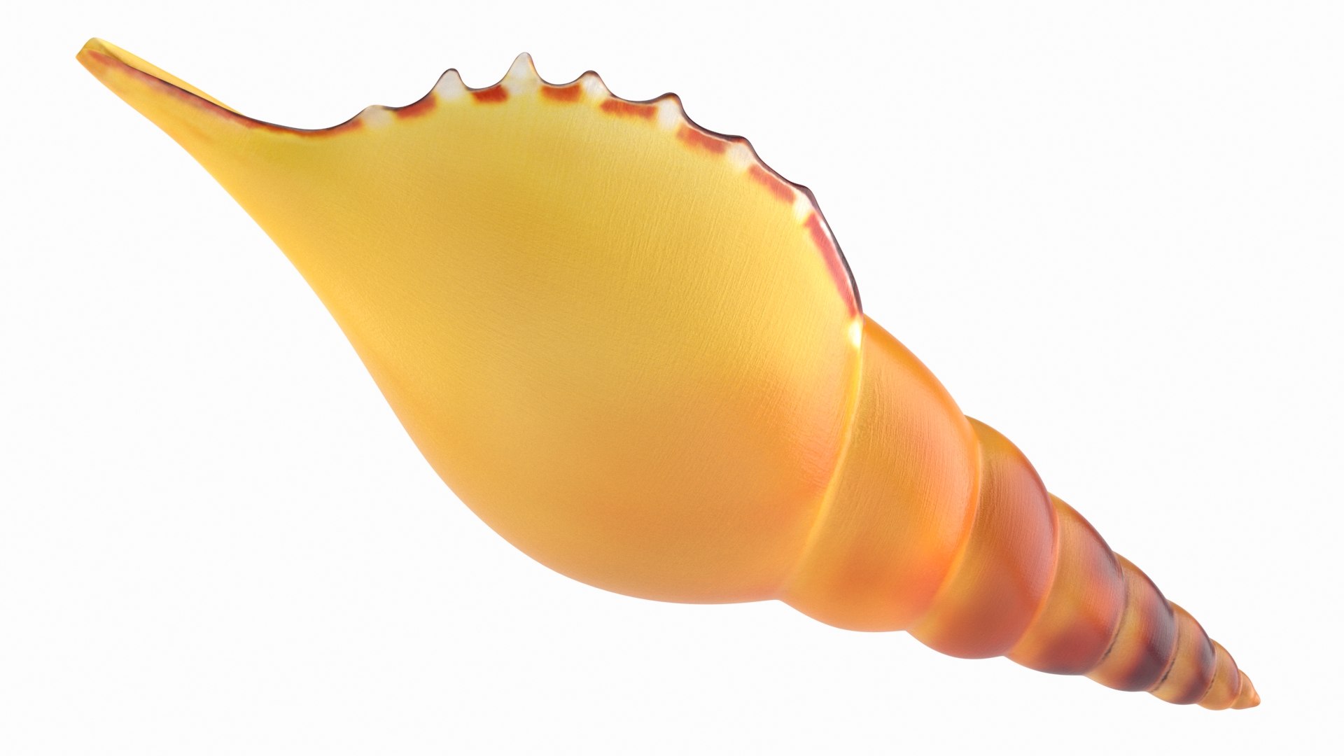 3D Realistic Sea Shell Model - TurboSquid 2329728