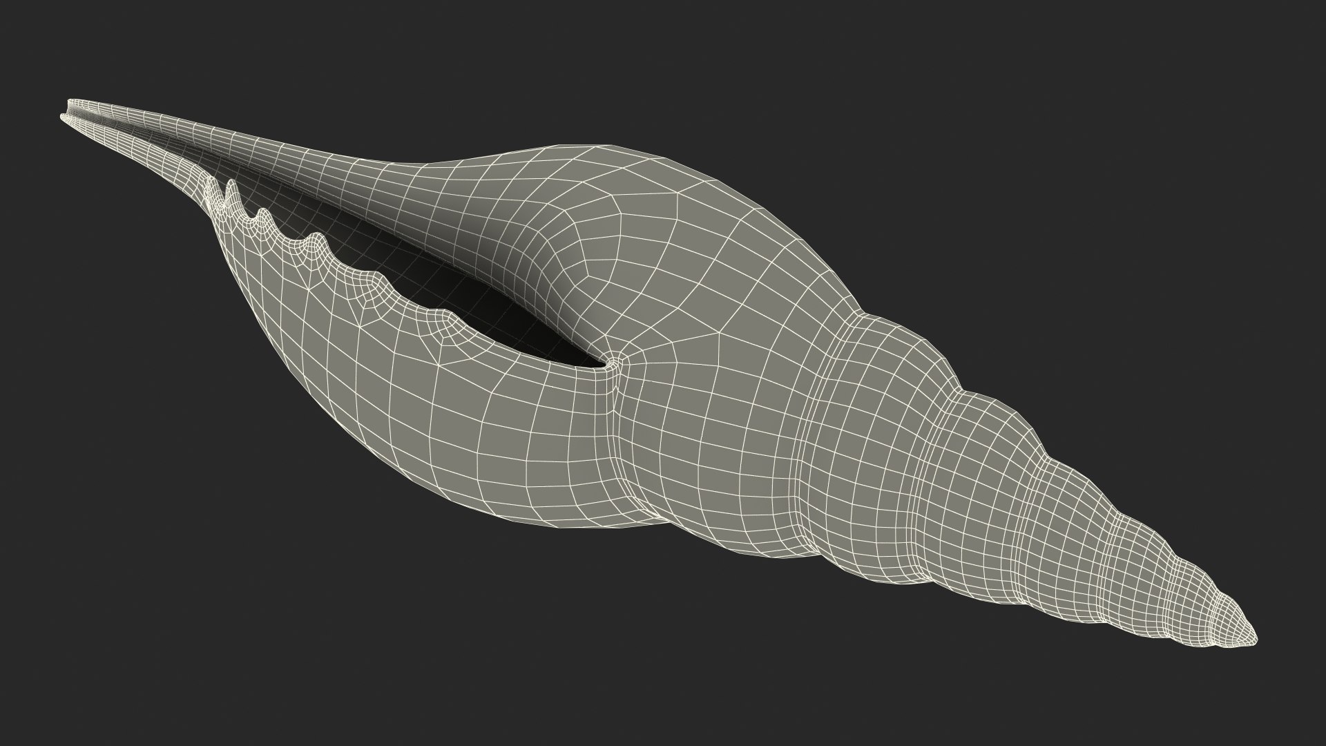 3D Realistic Sea Shell Model - TurboSquid 2329728