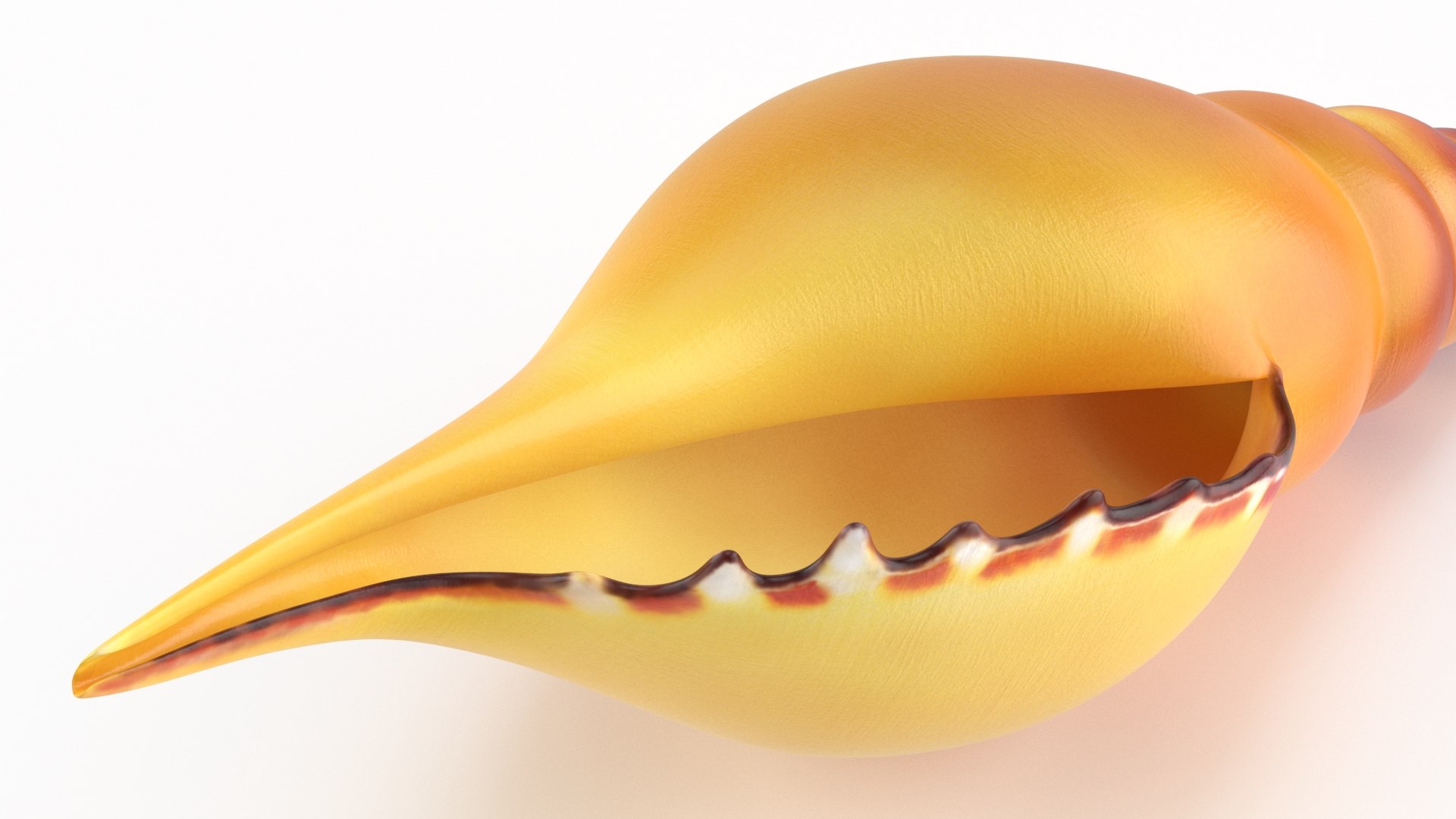 3D Realistic Sea Shell Model - TurboSquid 2329728