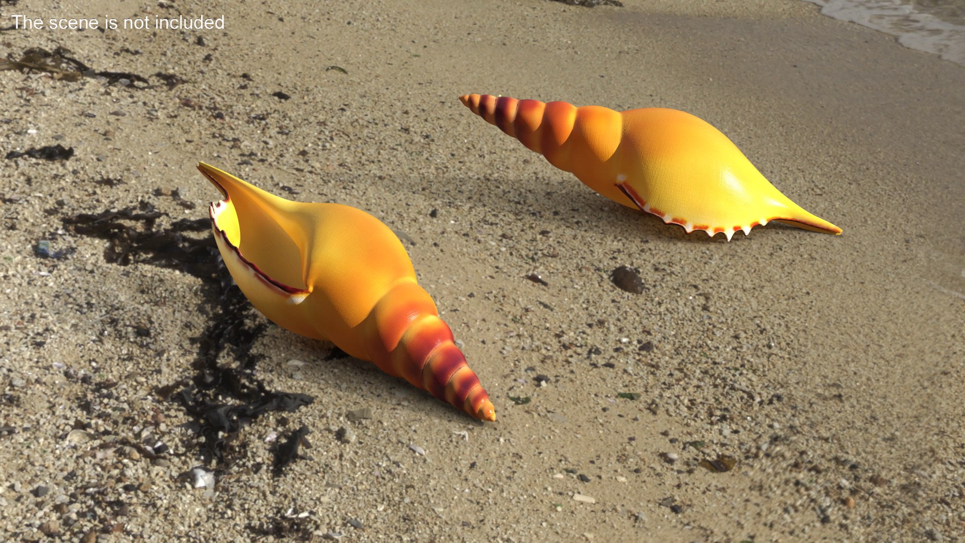 3D Realistic Sea Shell Model - TurboSquid 2329728