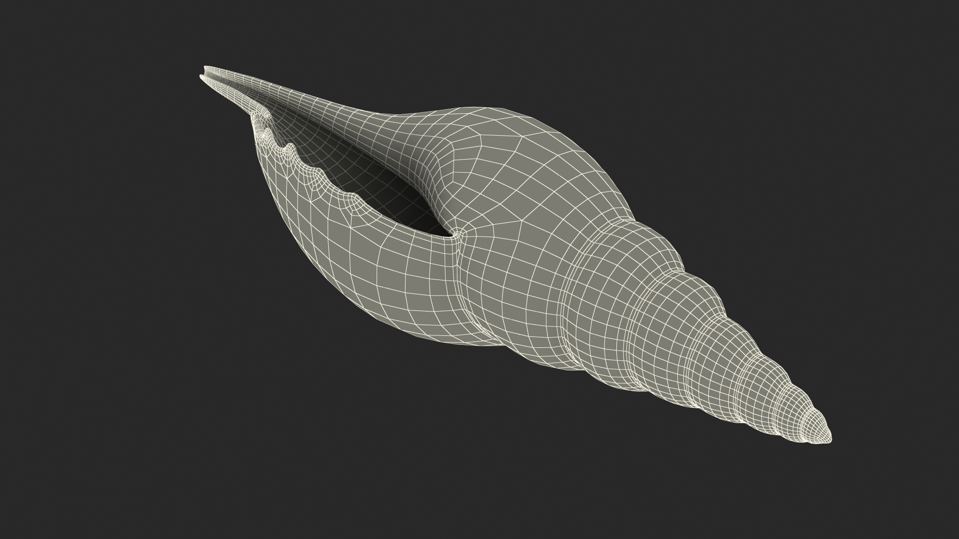 3D Realistic Sea Shell Model - TurboSquid 2329728