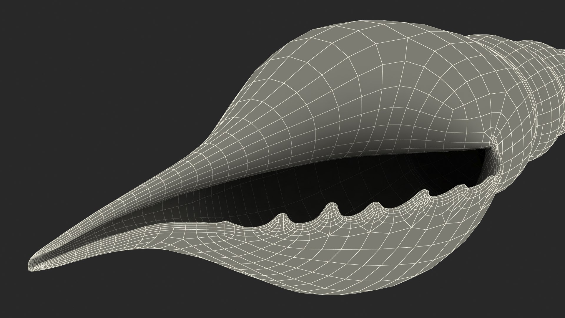 3D Realistic Sea Shell Model - TurboSquid 2329728