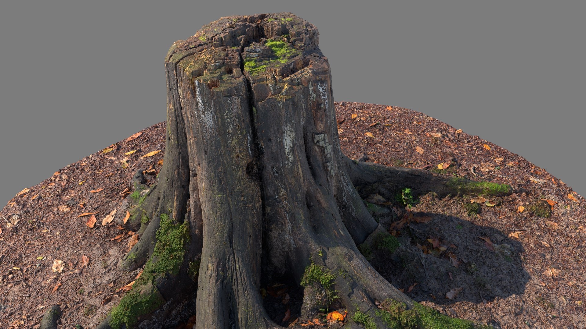 Scanned Trimmed Trunk 04 Model - TurboSquid 2156221