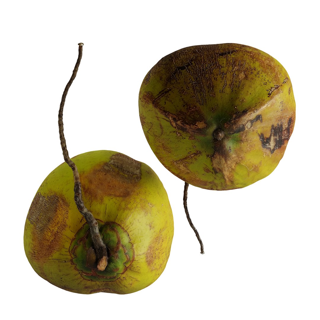 3D Coconut - Cocos Nucifera - TurboSquid 2070024