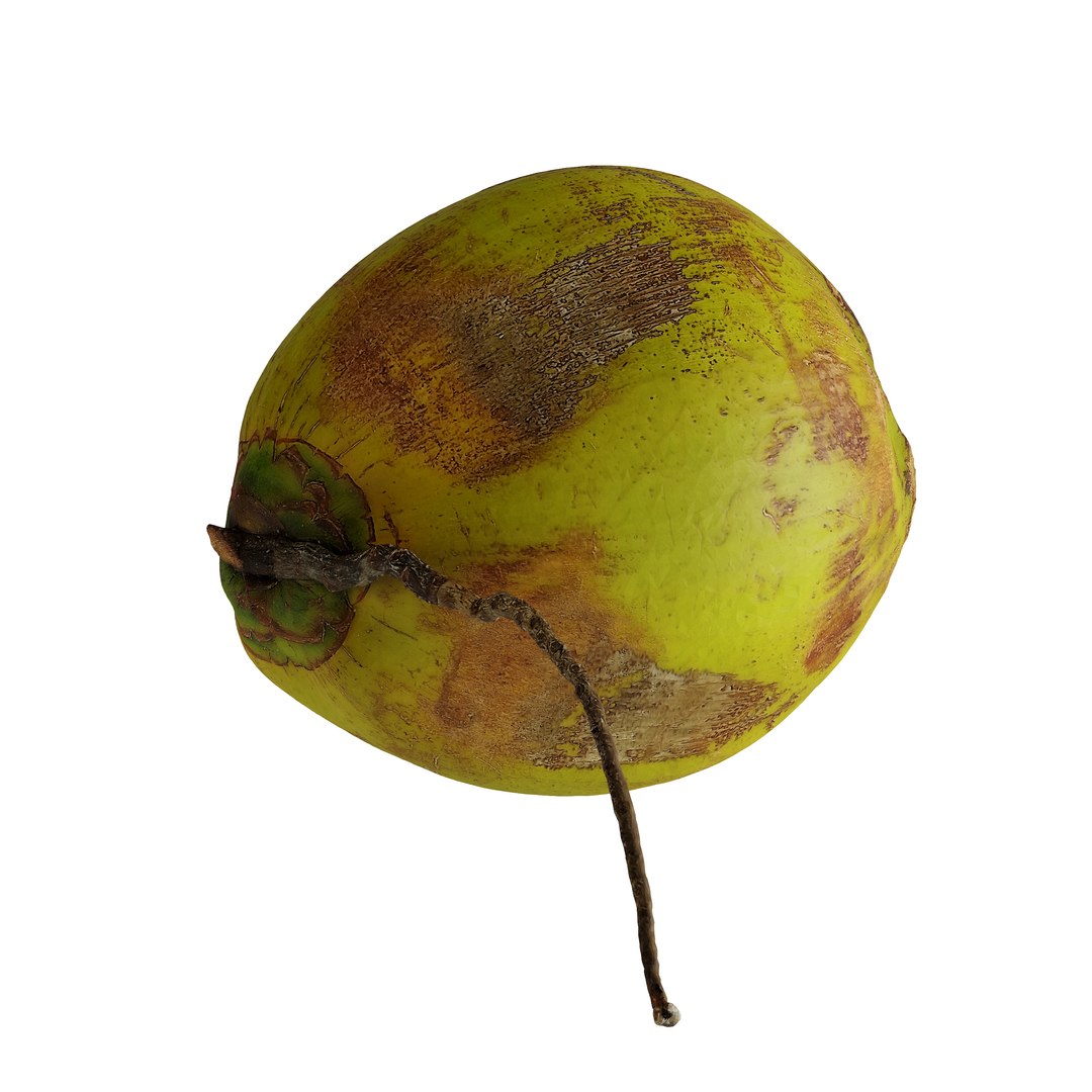 3D Coconut - Cocos Nucifera - TurboSquid 2070024