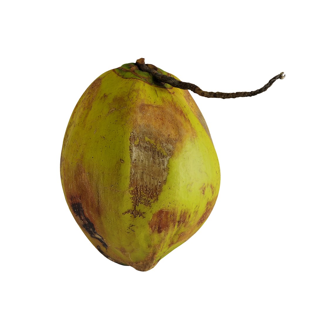 3D Coconut - Cocos Nucifera - TurboSquid 2070024