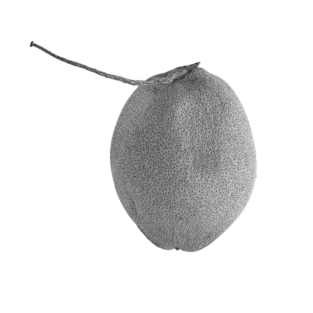 3D Coconut - Cocos Nucifera - TurboSquid 2070024