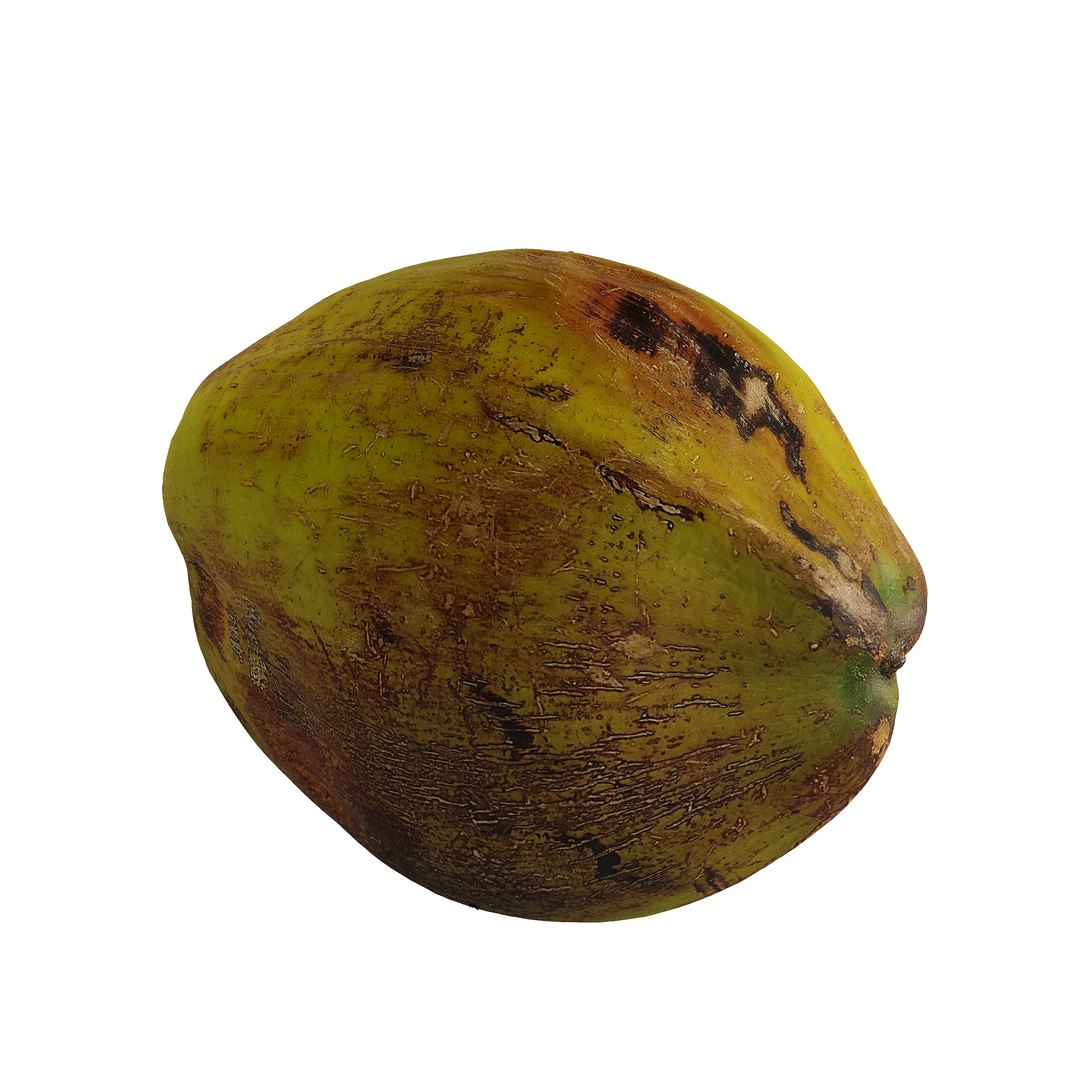 3D Coconut - Cocos Nucifera - TurboSquid 2070024