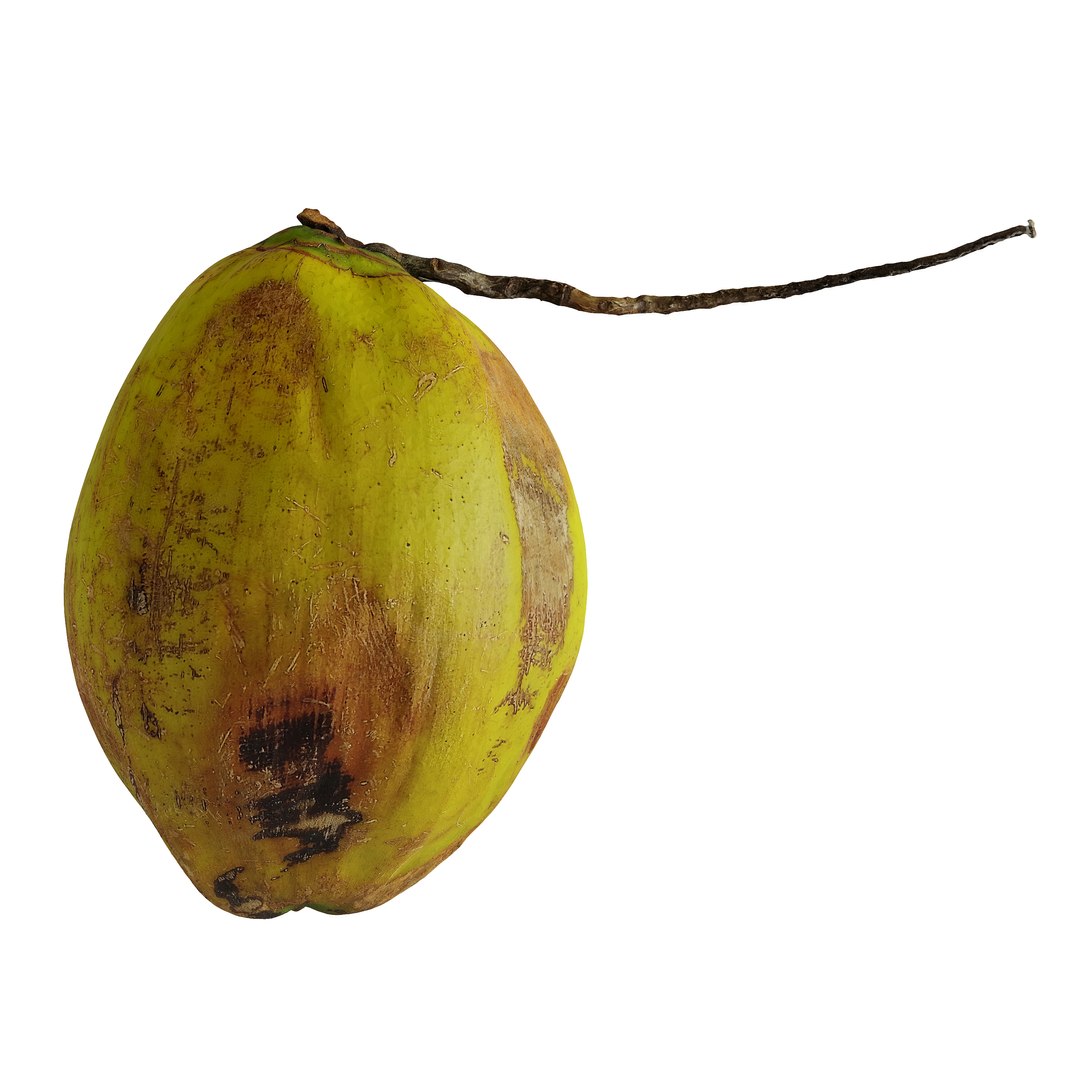 3D Coconut - Cocos Nucifera - TurboSquid 2070024