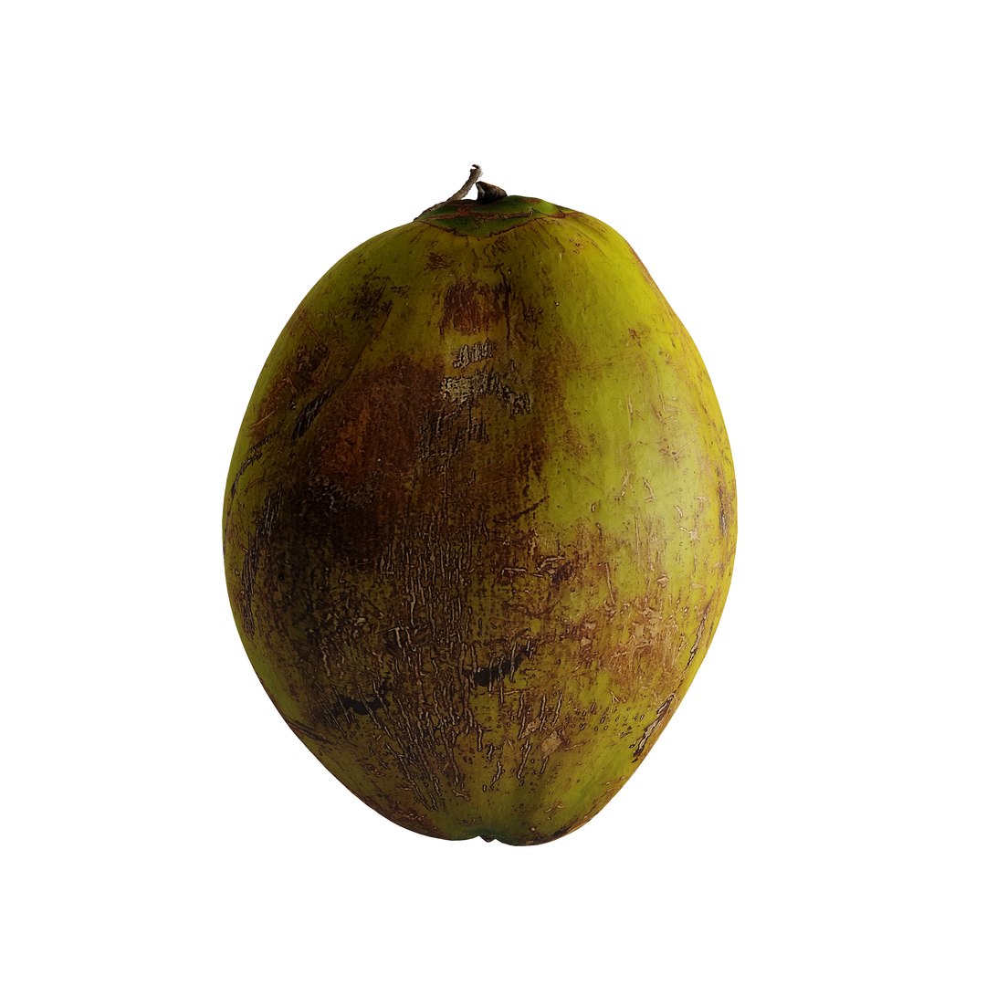 3D Coconut - Cocos Nucifera - TurboSquid 2070024